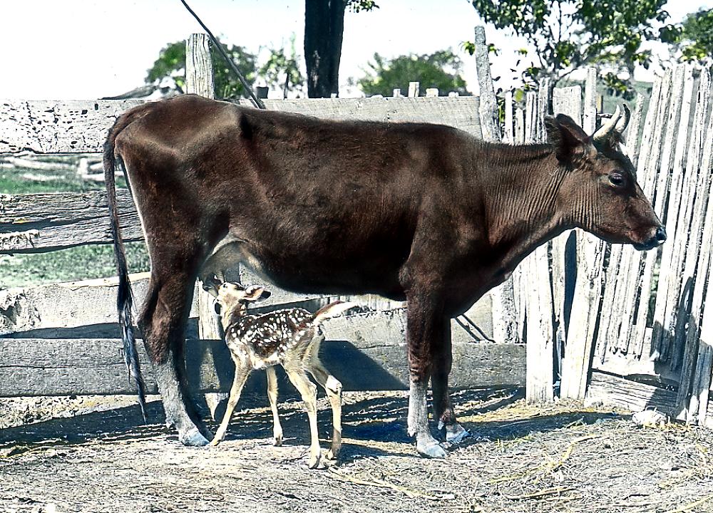 Fawn Feeding on Cow, Livingston, 1918